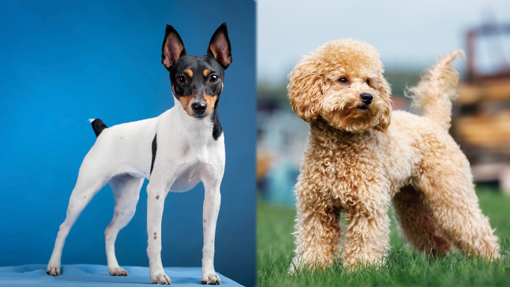 Foodle Dog Breed (Poodle & Toy Fox Terrier Mix): Info, Pictures, Care ...