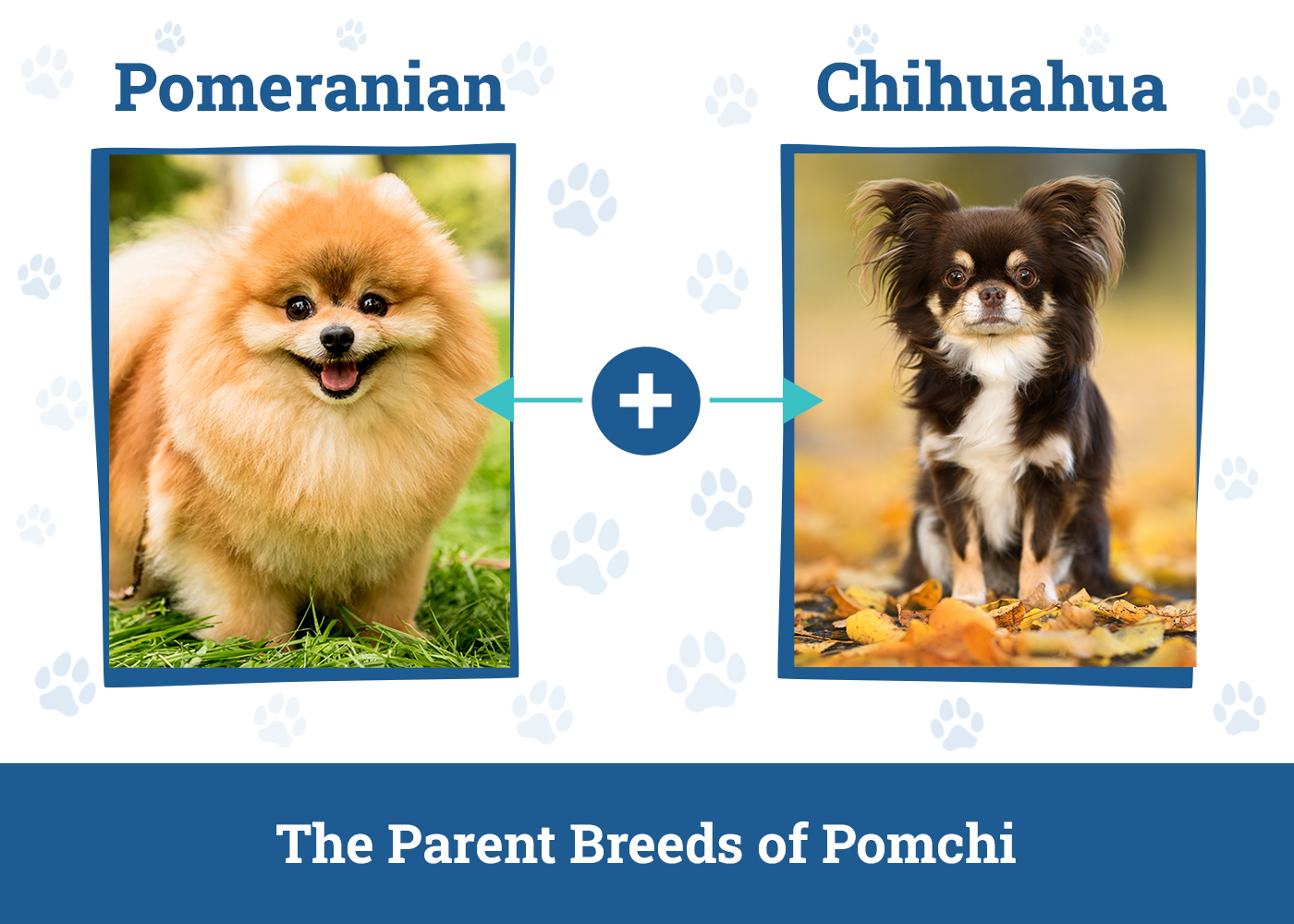 Pomchi (Pomeranian & Chihuahua Mix): Info, Pictures, Care & More – Dogster