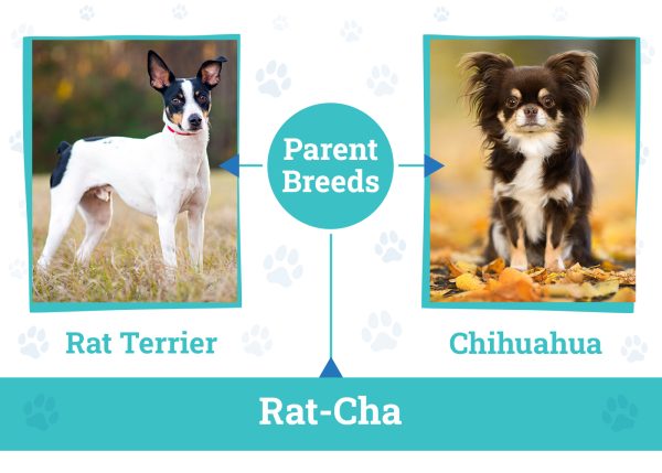 Rat-Cha Dog Breed: Info, Pictures, Temperament & Care Guide – Dogster