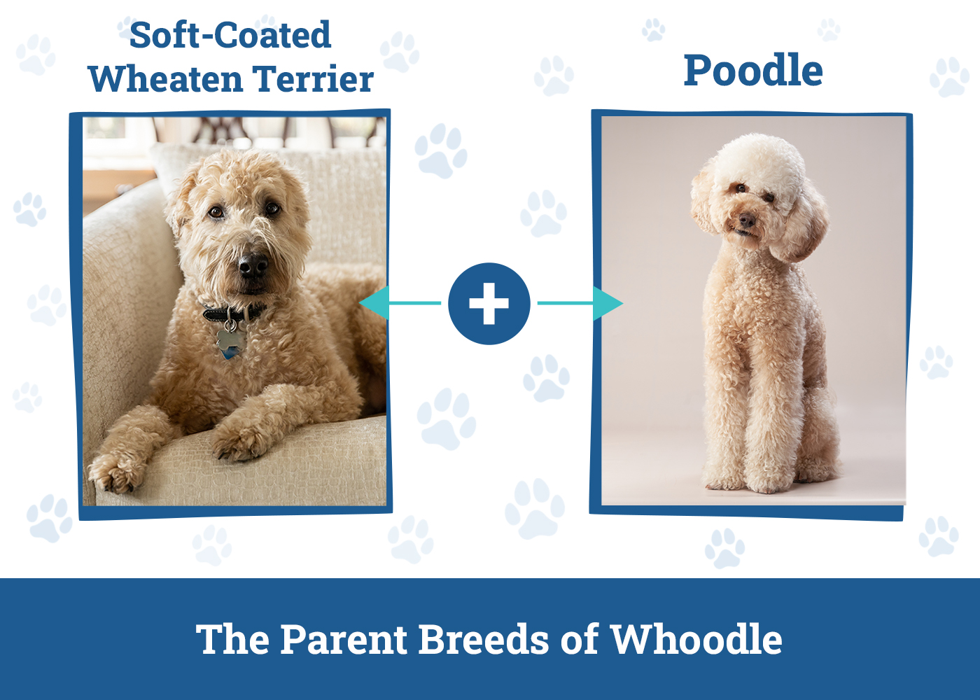Whoodle (Soft-Coated Wheaten Terrier & Poodle Mix): Info, Pictures ...