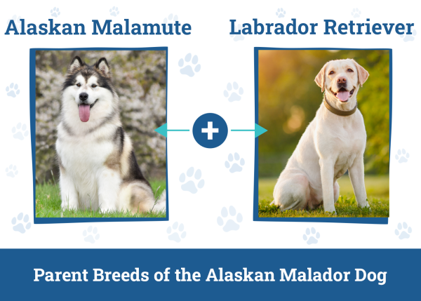 Alaskan Malador Dog Breed: Info, Pictures, Care Guide & More – Dogster