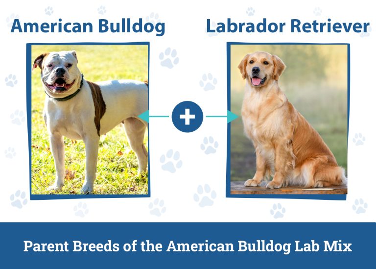 American Bulldog Lab Mix Dog Breed: Info, Pictures, Care Guide & Traits ...