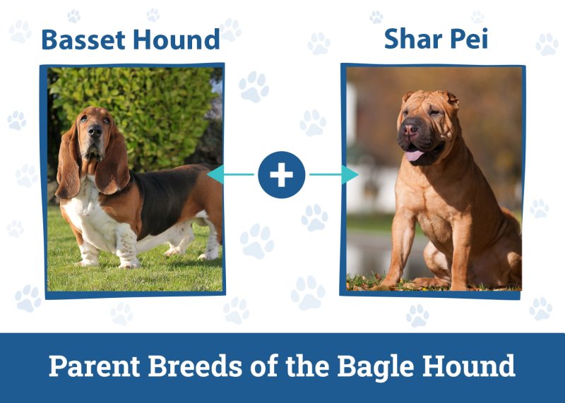 Ba Shar (Basset Hound & Shar Pei Mix): Info, Pictures, Care & Traits ...