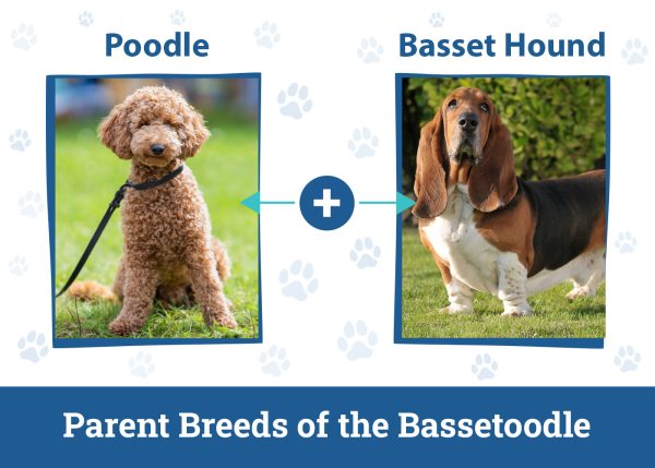 Bassetoodle (Basset Hound & Poodle Mix): Info, Pictures & Care – Dogster