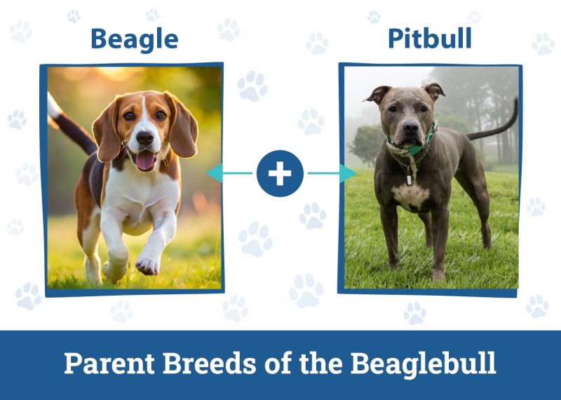 Beaglebull (Beagle & Pitbull Mix): Info, Pictures, Care & More – Dogster