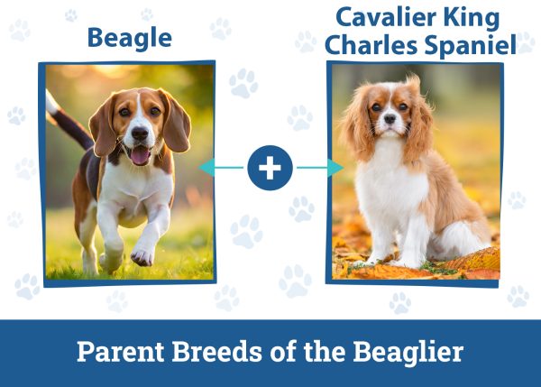 Beaglier (Beagle & King Charles Spaniel Mix): Info, Pictures, Care ...