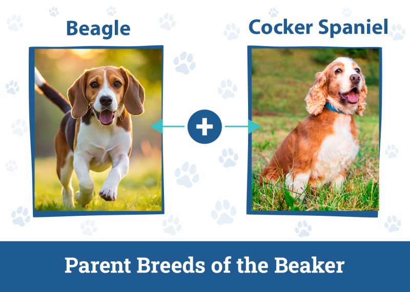 Beaker (Beagle & Cocker Spaniel Mix): Info, Pictures, Care & More – Dogster