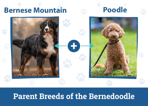 Bernedoodle (Bernese Mountain Dog & Poodle Mix): Info, Pictures, Care ...