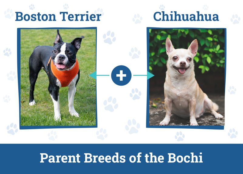 Bochi (Boston Terrier & Chihuahua Mix) Dog Breed: Info, Pictures, Care ...