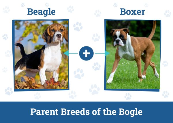 Bogle (Beagle & Boxer Mix): Info, Pictures, Care, Traits & More – Dogster