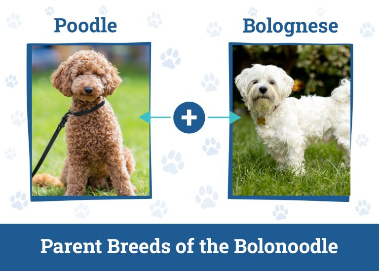 Bolonoodle (Bolognese & Poodle Mix): Info, Pictures, Care & More – Dogster