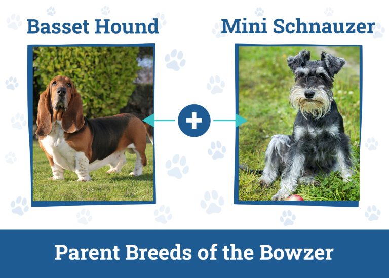 Bowzer (Basset Hound & Mini Schnauzer Mix) Dog Breed: Info, Pictures ...
