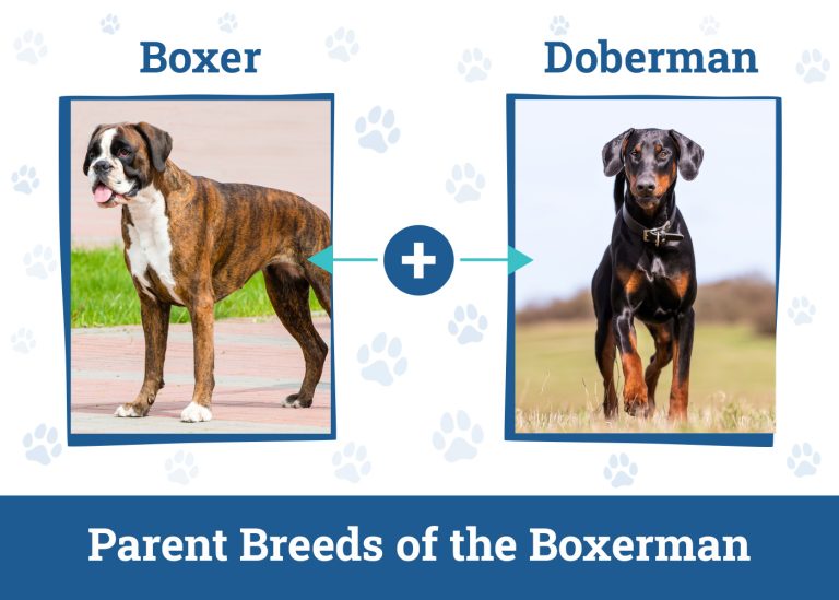 Boxerman (Boxer & Doberman Mix): Info, Pictures, Care & More – Dogster