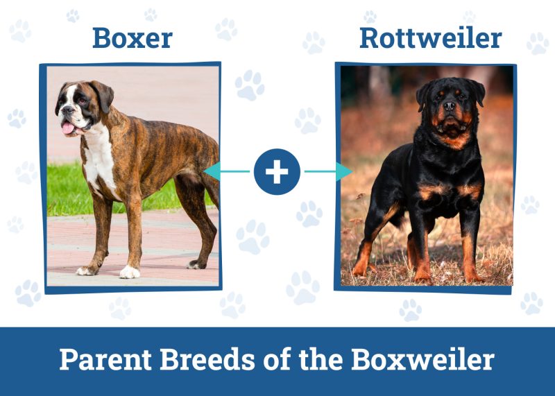 Boxweiler (Rottweiler Boxer Mix) Dog Breed: Info, Pictures, Care Guide ...
