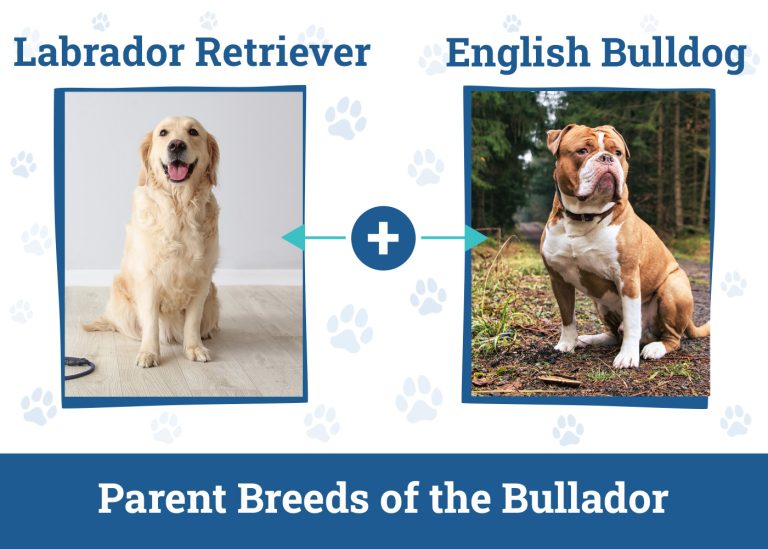 Bullador (Labrador Retriever & English Bulldog Mix): Info, Pictures ...