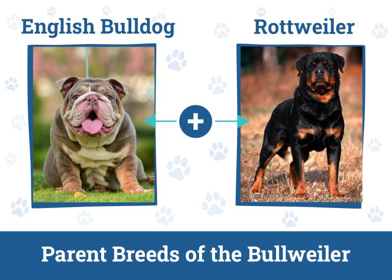 Bullweiler (English Bulldog & Rottweiler Mix): Info, Pictures & Care ...
