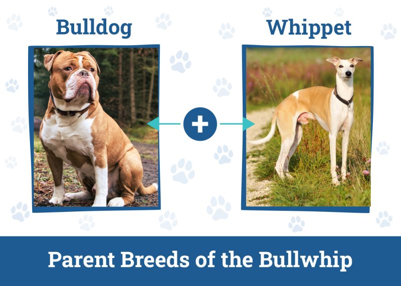 Bullwhip (Bulldog & Whippet Mix) Dog: Info, Pictures, Care Guide & More ...