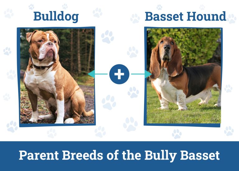 Bully Basset (Basset Hound & Bulldog Mix): Info, Pictures, Care & More ...