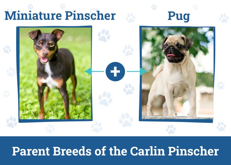 Carlin Pinscher (Miniature Pinscher & Pug Mix): Info, Pictures, Care ...