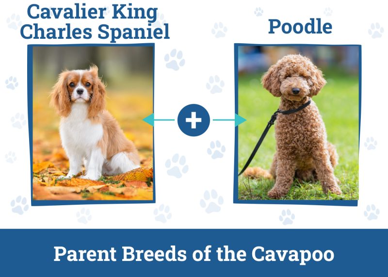 Cavapoo (Cavalier King Charles Spaniel & Poodle Mix): Info, Pictures ...