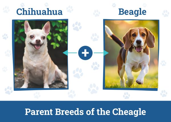 Cheagle (Chihuahua & Beagle Mix): Info, Pictures, Care & More – Dogster