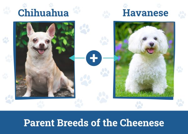 Cheenese (Chihuahua & Havanese Mix): Info, Pictures, Care & More – Dogster