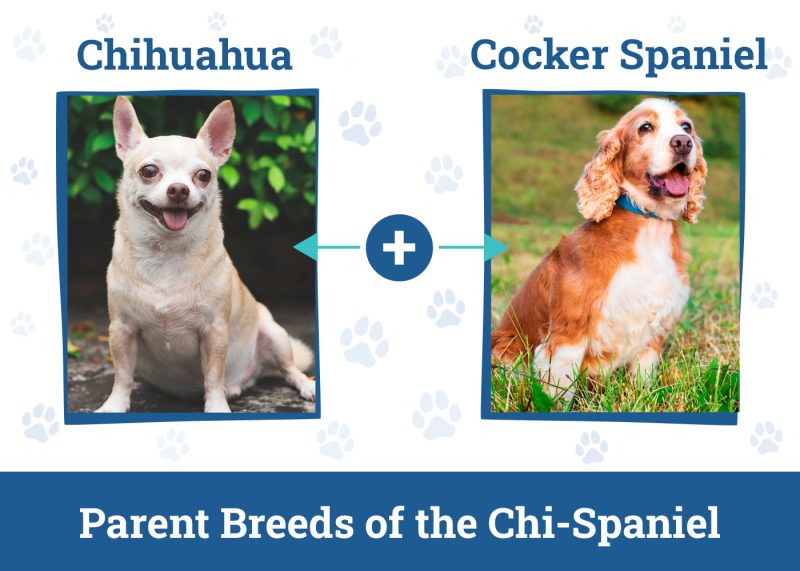 Chi-Spaniel (Chihuahua & Cocker Spaniel Mix): Info, Pictures, Traits ...