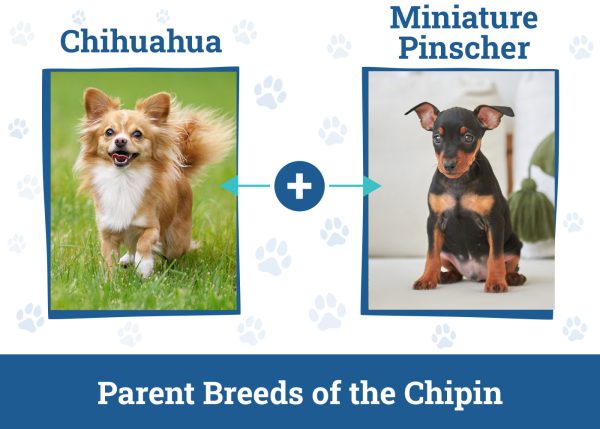Chipin (Chihuahua & Miniature Pinscher Mix): Info, Pictures, Care ...