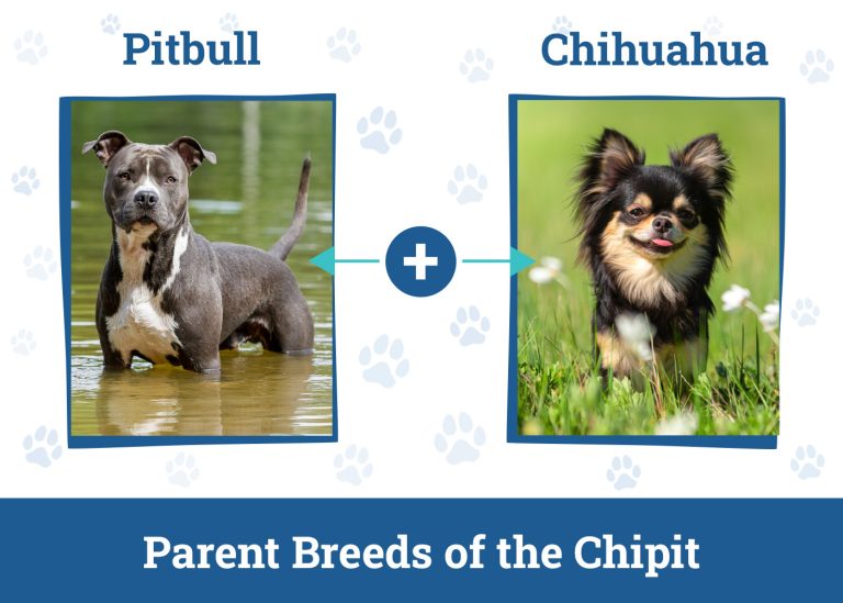 Chipit (Pitbull & Chihuahua Mix) Dog Breed: Info, Pictures & Care – Dogster