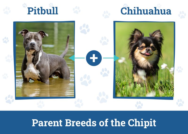 Chipit (Pitbull & Chihuahua Mix) Dog Breed: Info, Pictures & Care – Dogster