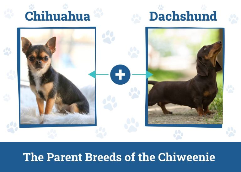 Chiweenie (Chihuahua & Dachshund Mix): Info, Pictures, Care & Traits ...