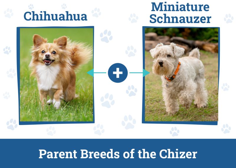 Chizer (Chihuahua & Miniature Schnauzer Mix): Info, Pictures, Care ...