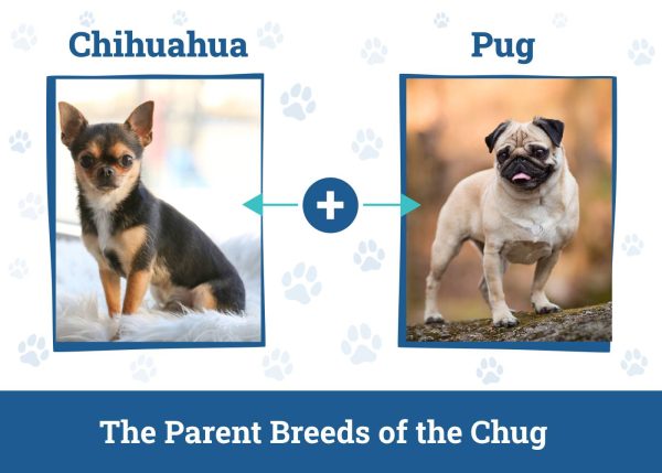 Chug (Pug & Chihuahua Mix): Info, Pictures, Care & Traits – Dogster