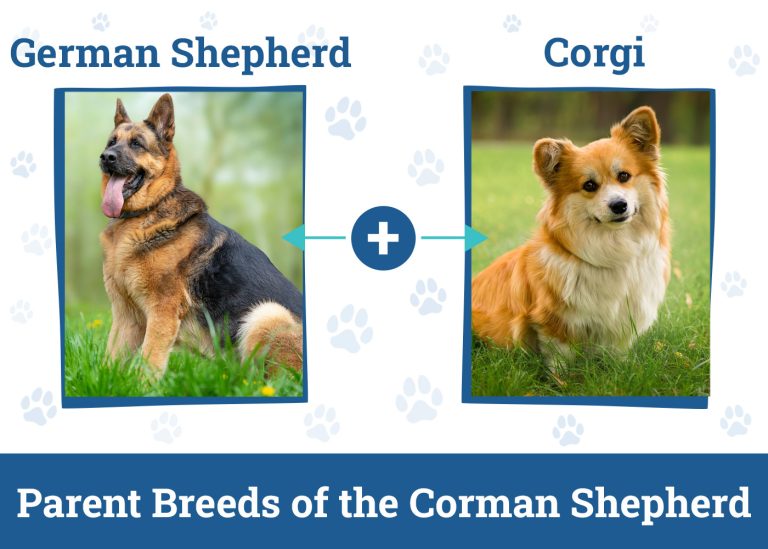 Corman Shepherd (German Shepherd & Corgi Mix): Info, Pictures, Care ...