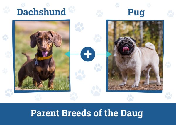 Daug (Dachshund & Pug Mix): Info, Pictures, Care & More – Dogster