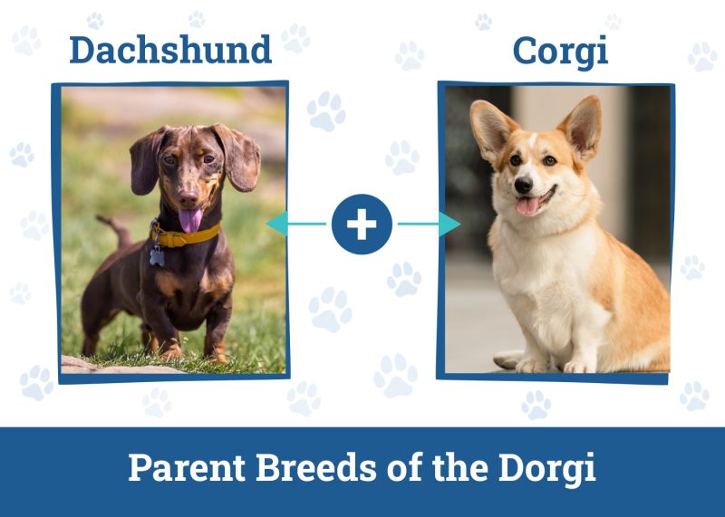 Dorgi (Dachshund & Corgi Mix) Dog Breed: Info, Pictures, Care & Facts ...