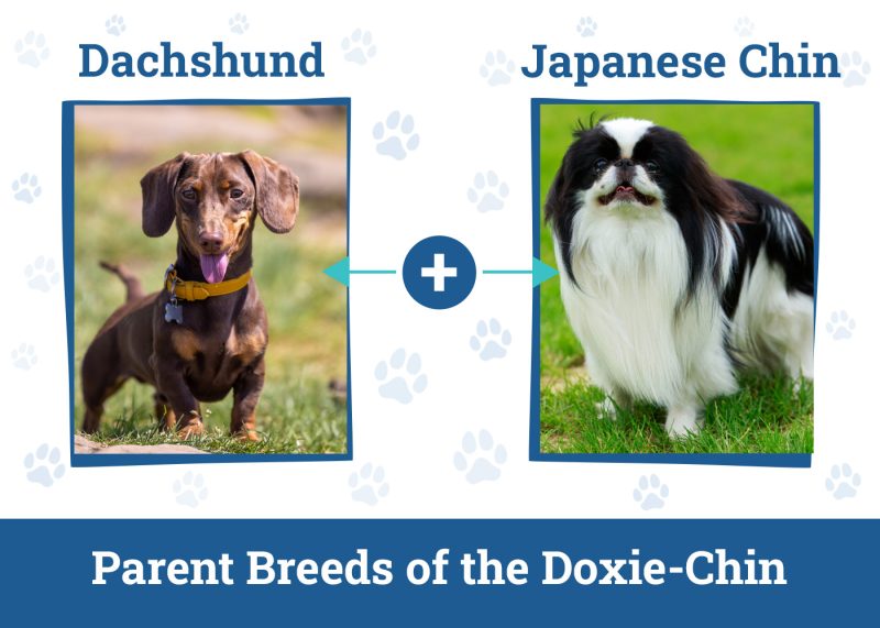 Doxie-Chin Dog Breed: Info, Pictures, Care Guide & More – Dogster