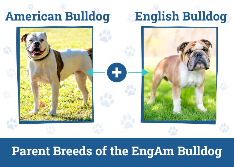 EngAm Bulldog Dog Breed: Info, Pictures, Care & More – Dogster