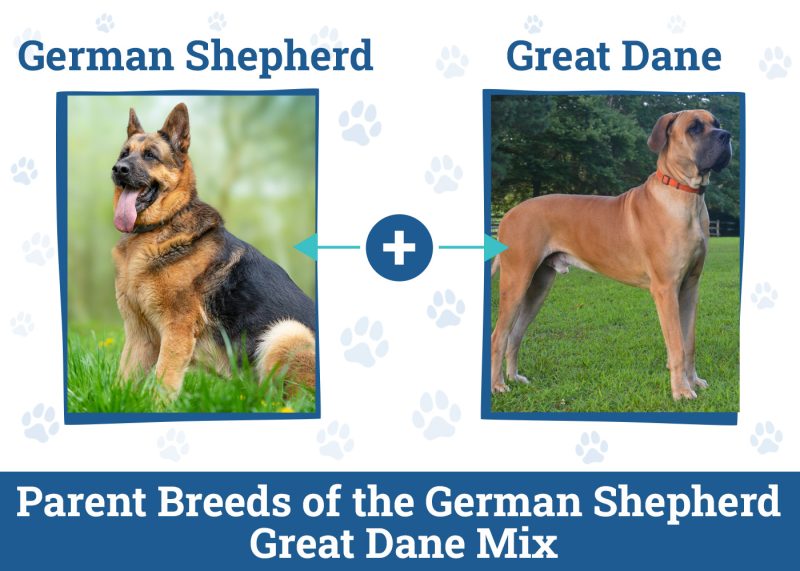German Shepherd Great Dane Mix: Info, Pictures, Care & More – Dogster