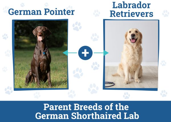 German Shorthaired Lab (German Pointer & Lab Mix): Info, Pictures, Care ...