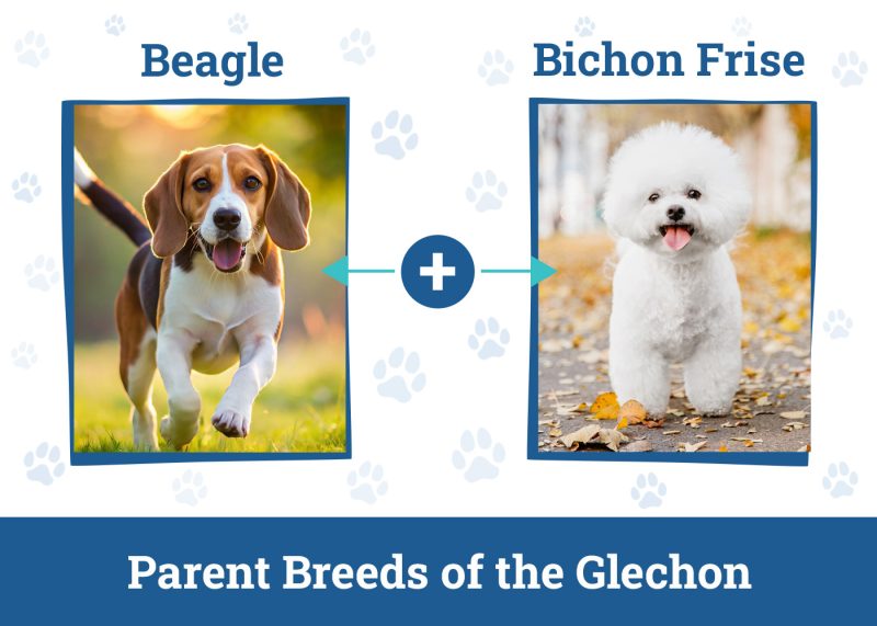 Glechon (Beagle & Bichon Frise Mix): Info, Pictures, Care & More – Dogster