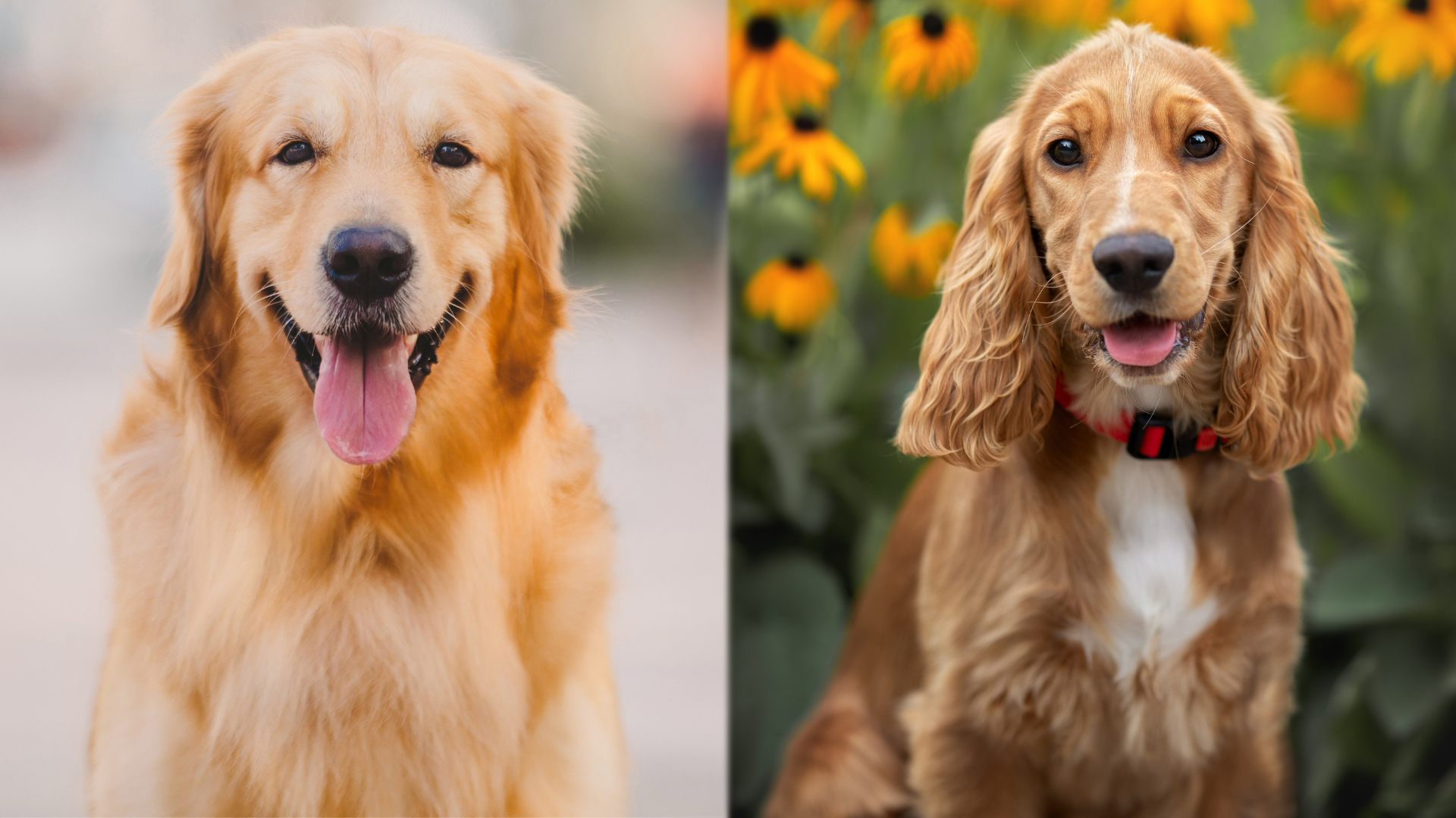 Golden Cocker Retriever Dog Breed: Info, Pictures, Care & Traits – Dogster