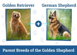 Golden Shepherd Dog Breed: Info, Pictures, Care & Traits – Dogster