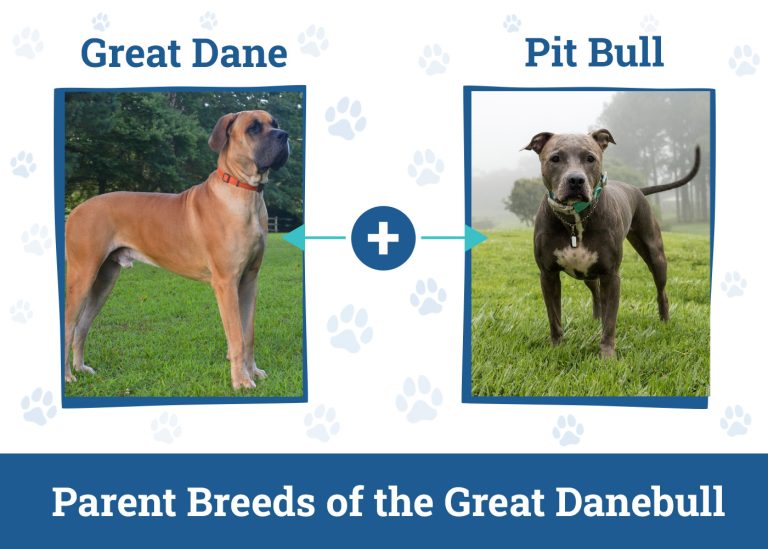 Great Dane Pit Bull Mix (Great Danebull): Info, Pictures, Care & Traits ...