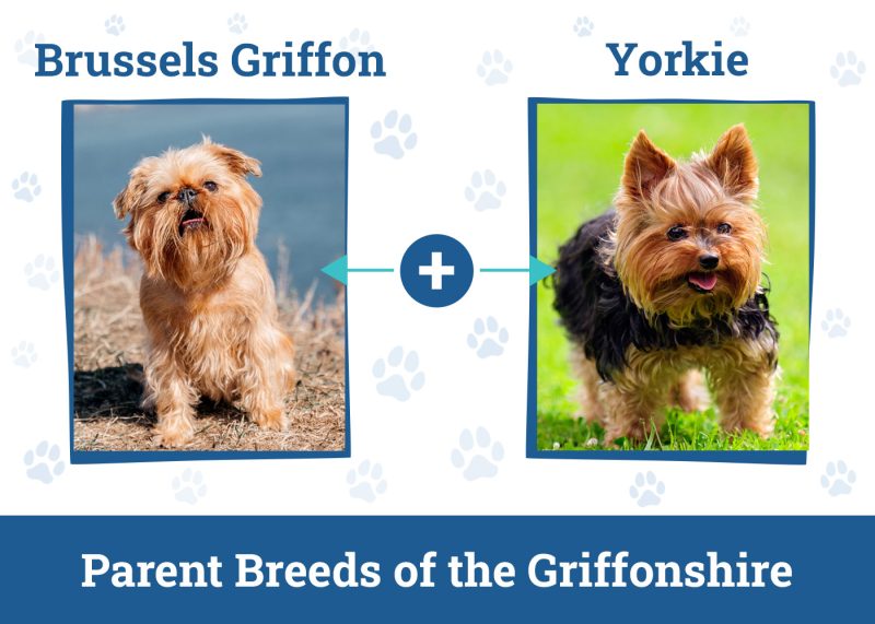 Griffonshire (Brussels Griffon & Yorkie Mix): Info, Pictures, Care ...