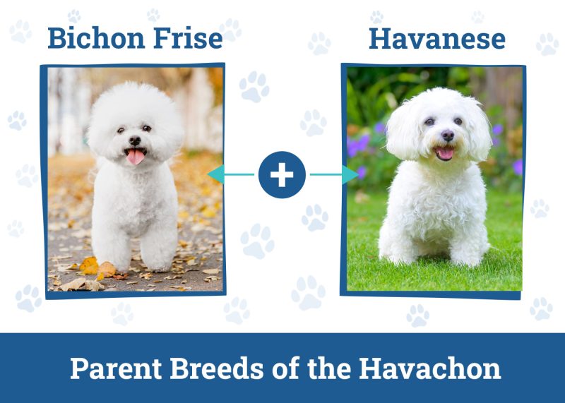 Havachon (Bichon Frise & Havanese Mix): Info, Pictures, Care & More ...