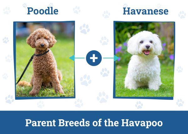 Havapoo (Poodle & Havanese Mix): Info, Pictures, Care & More – Dogster