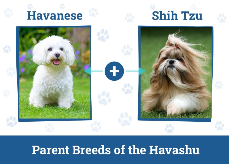 Havashu (Havanese & Shih Tzu Mix): Info, Pictures, Care & More – Dogster