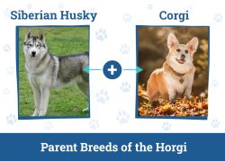 Horgi (Siberian Husky & Corgi Mix): Info, Pictures, Care & More – Dogster