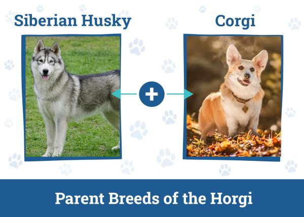 Horgi (Siberian Husky & Corgi Mix): Info, Pictures, Care & More – Dogster